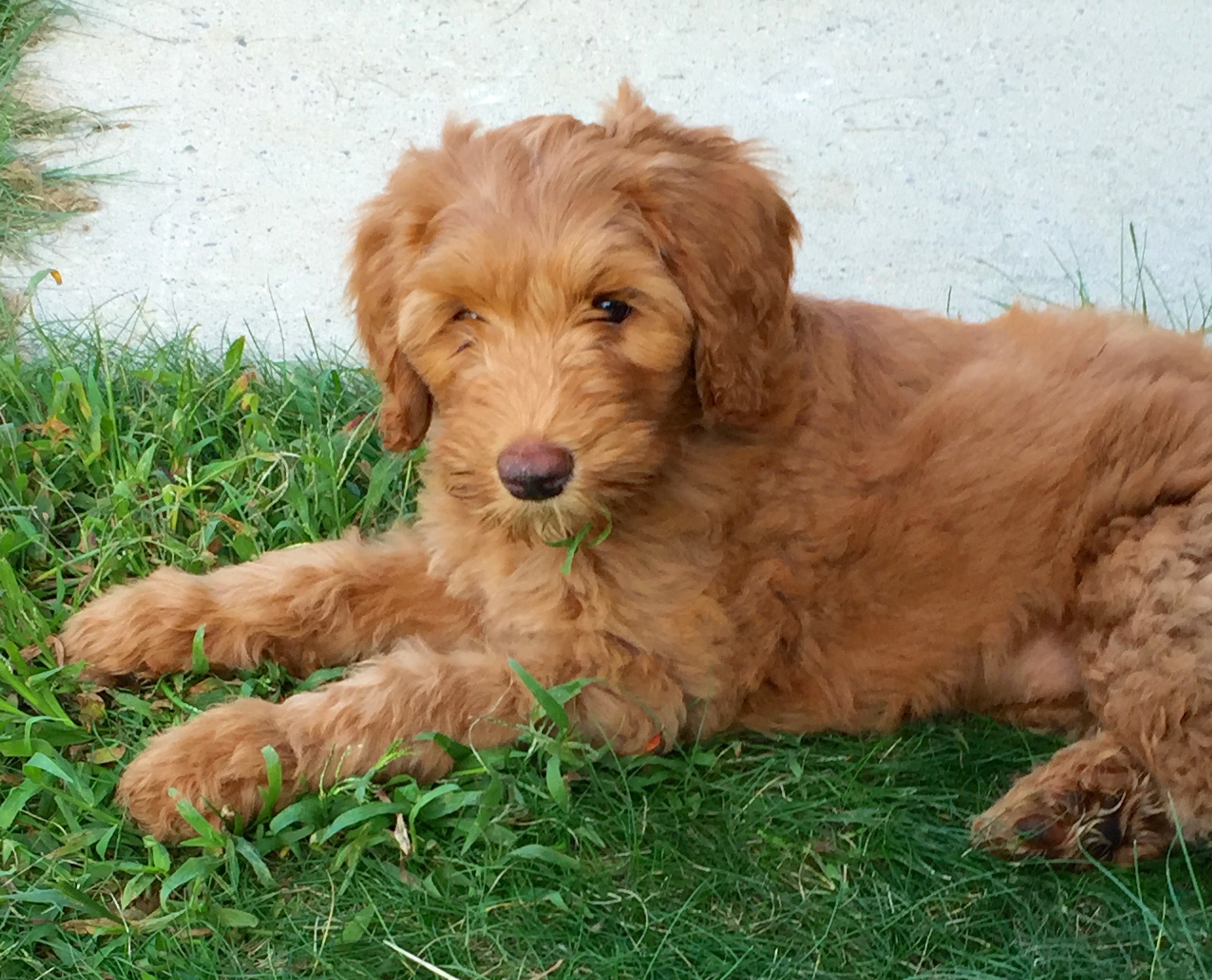 Royal Manor Labradoodles - Royal Manor Labradoodles
