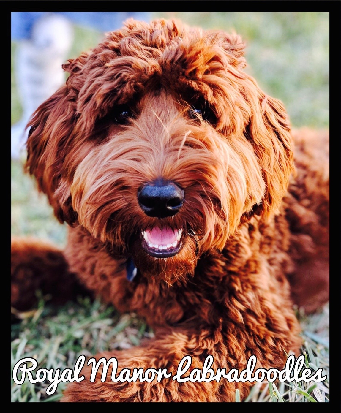 Royal Manor Labradoodles - Royal Manor Labradoodles