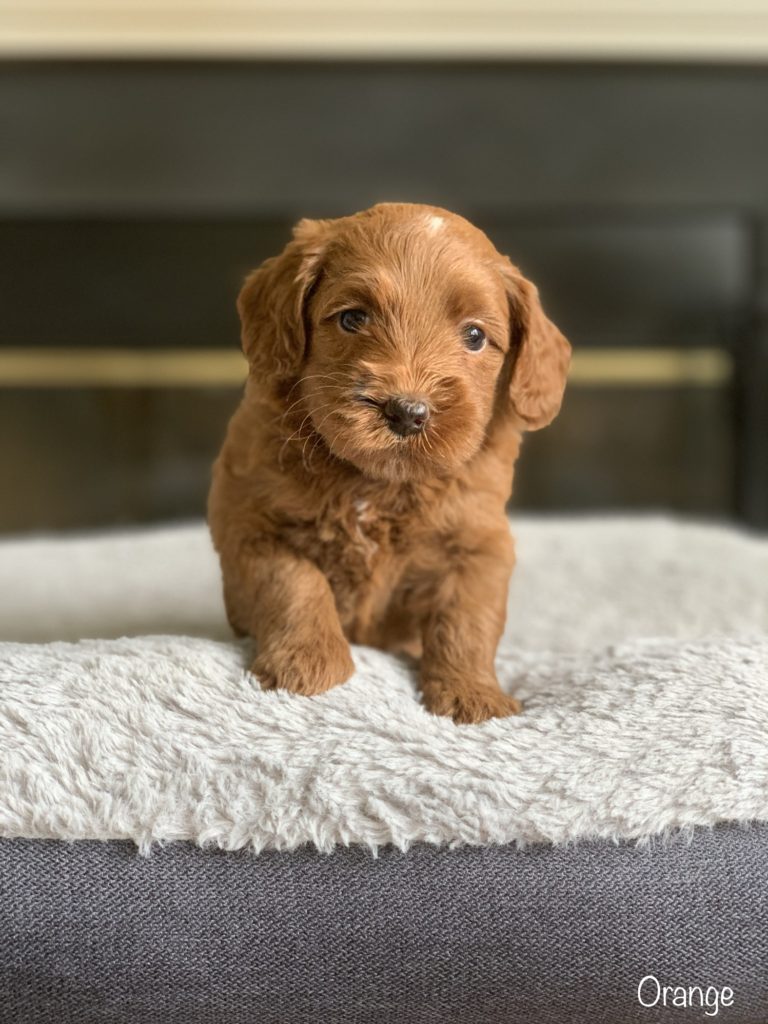 Royal Manor Labradoodles - Australian Labradoodles