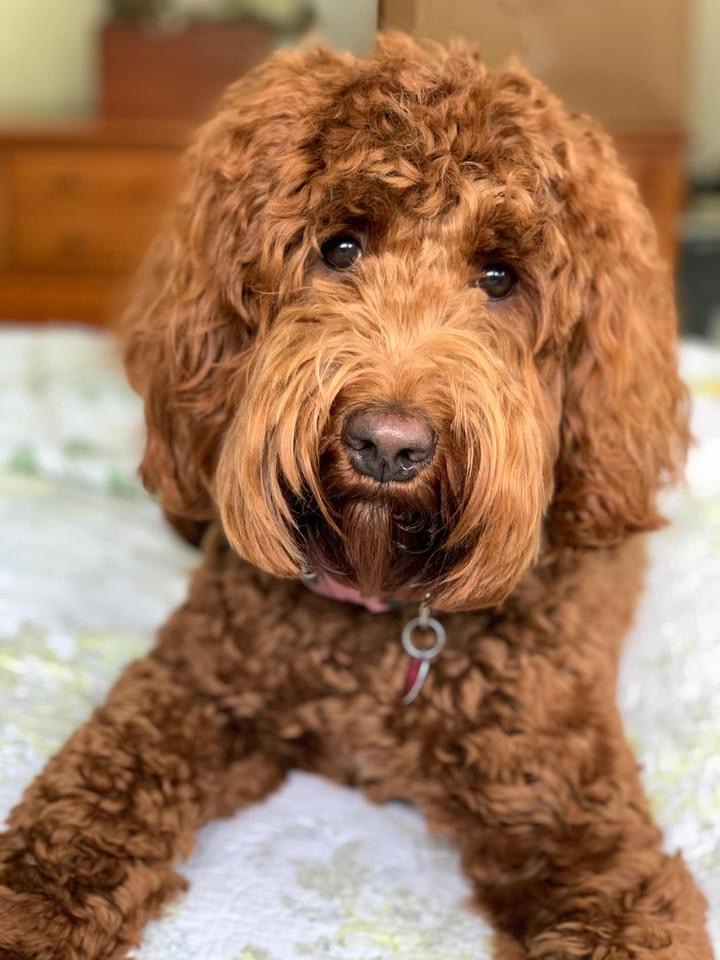 Availabilities: - Royal Manor Labradoodles