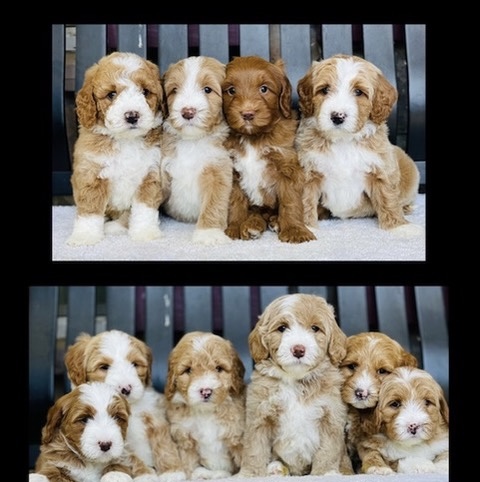 Rosey-Duke-Prior-Litter-8-weeks-old-2 - Royal Manor Labradoodles