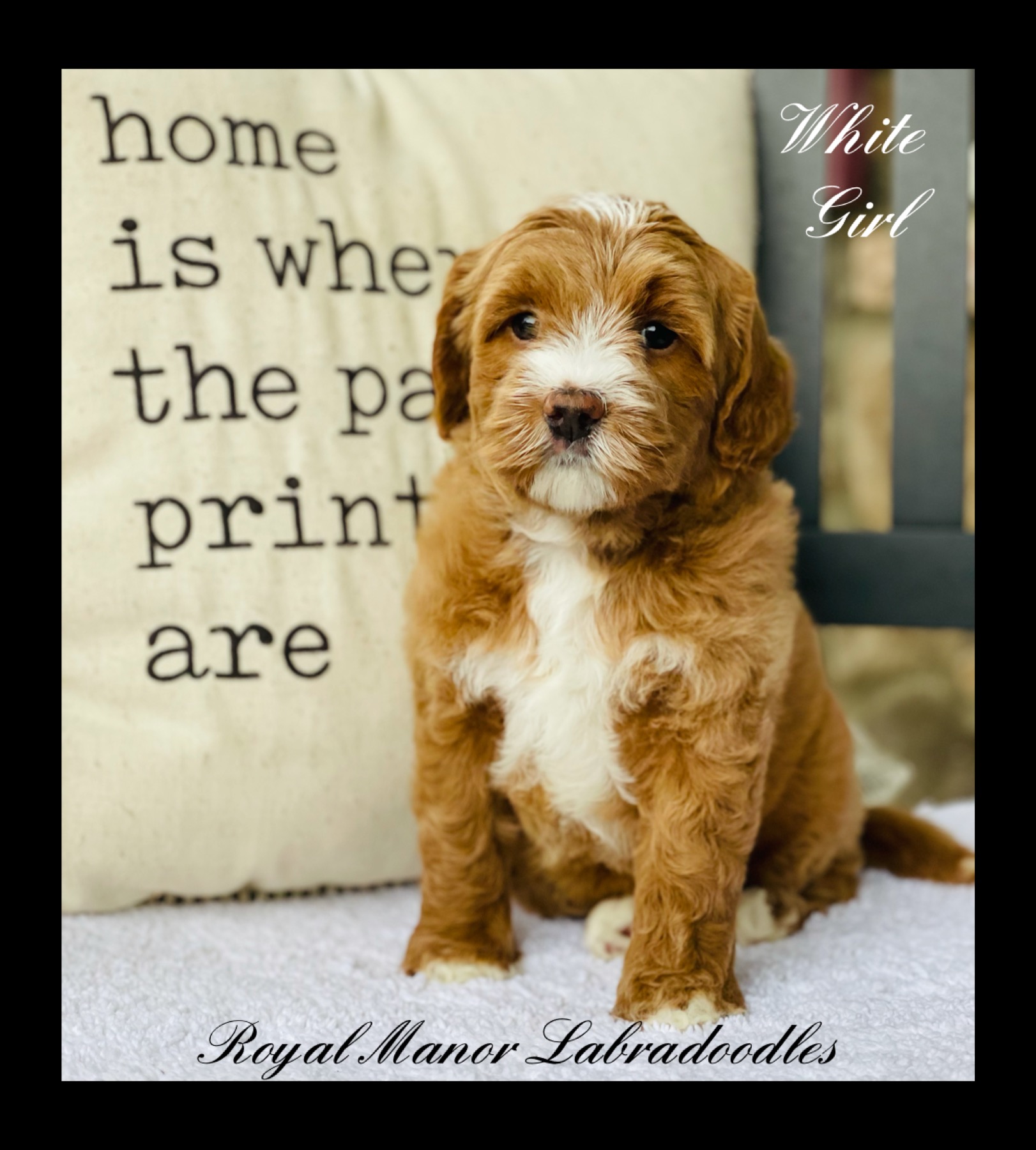 Abigail 05:16:22 - Week 6 - White Girl - Royal Manor Labradoodles